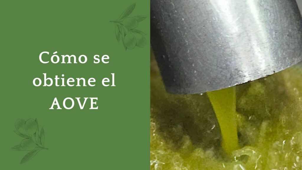 Cómo se obtiene el Aceite de Oliva Virgen Extra